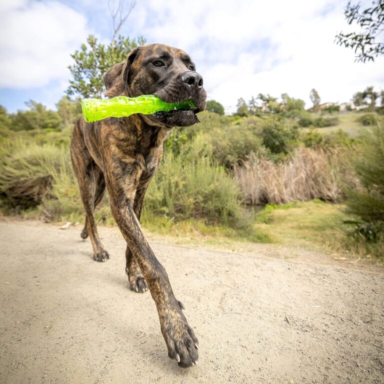 The Hyper Pet | Pet Products and Toys | Home