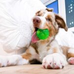 The Hyper Pet | Pet Products and Toys | Home